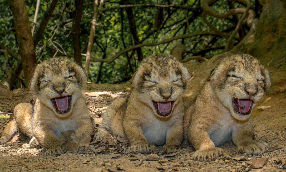 Quatro leoas asiáticas dão à luz 11 filhotes no Parque Nacional de Gir ...