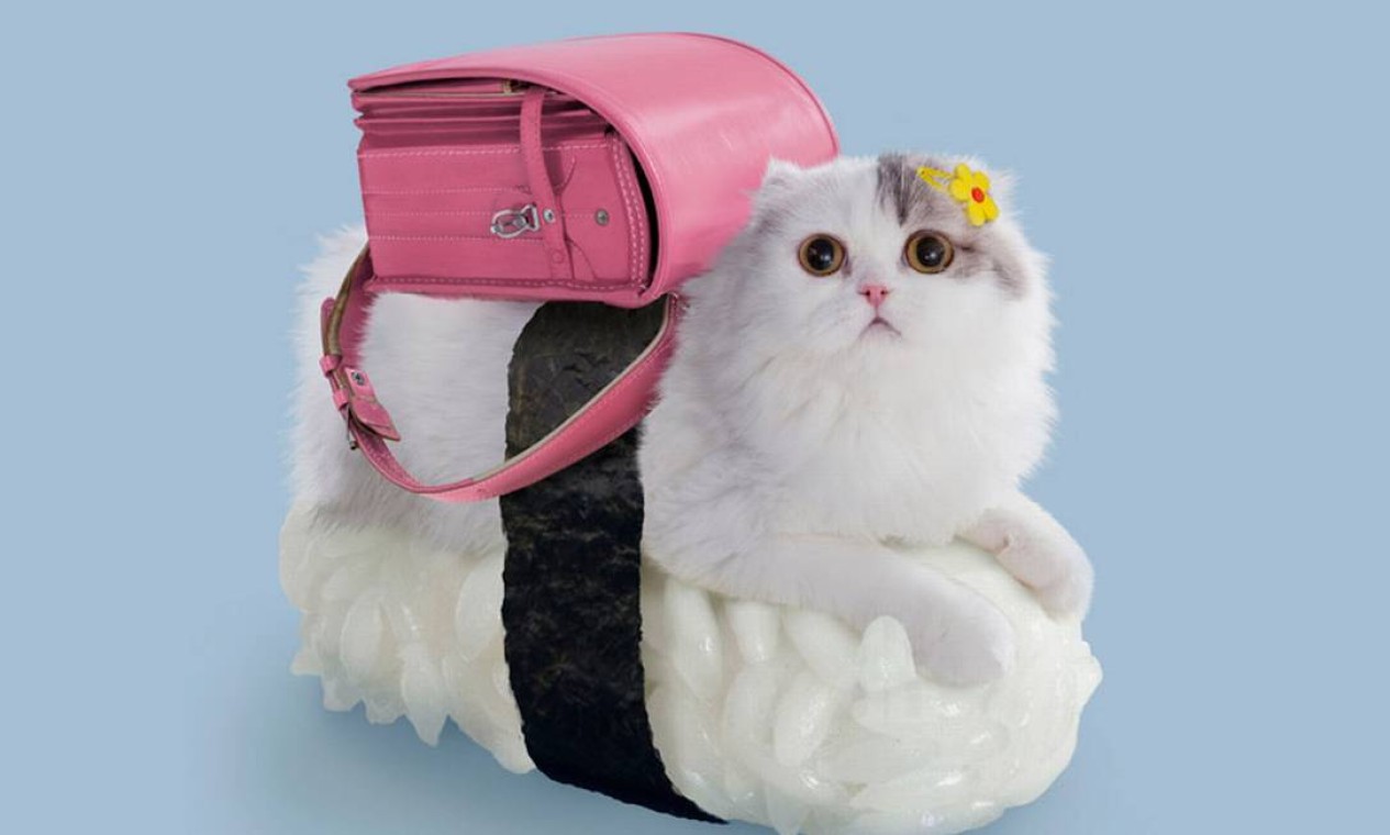 Japoneses unem sushis e gatos na série de fotografias 'sushi cats ...