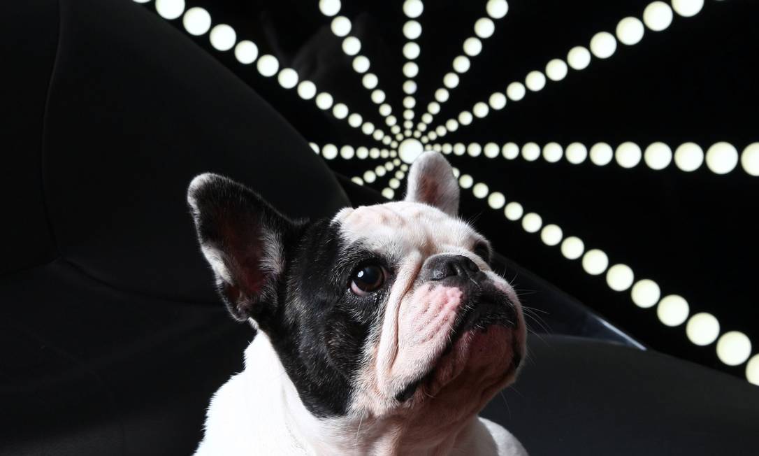 Rio de Janeiro é a cidade que concentra mais buldogues franceses no ...