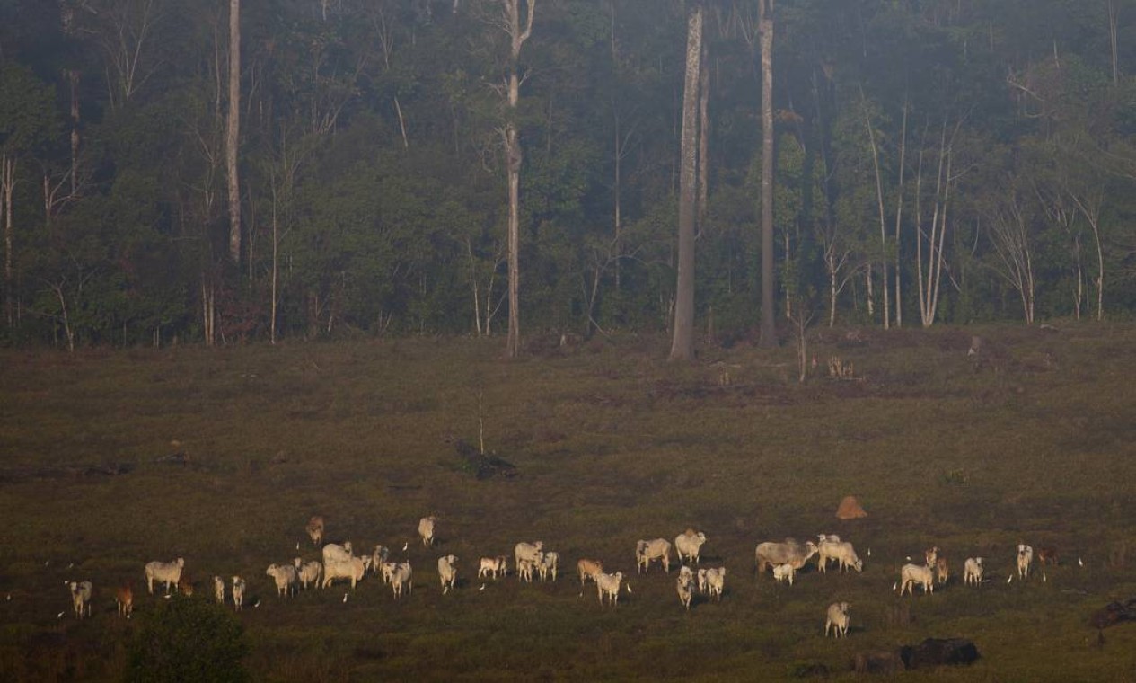 Com um boi por hectare, pecuária extensiva degrada cerrado - Jornal O Globo