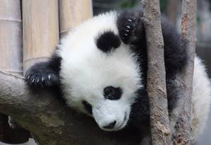 Fezes de pandas podem ajudar a produzir biocombustíveis - Jornal O Globo