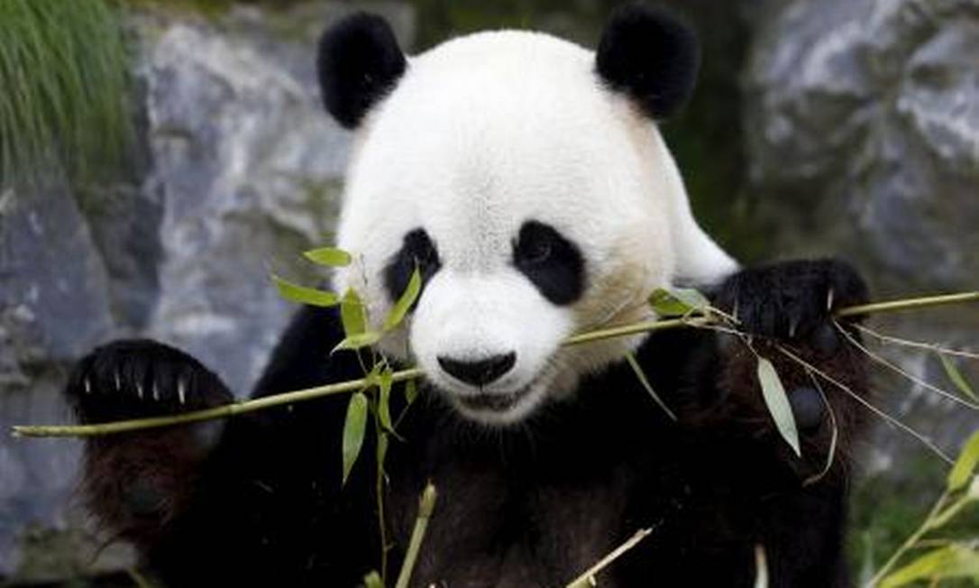 Fezes de pandas podem ajudar a produzir biocombustíveis - Jornal O Globo