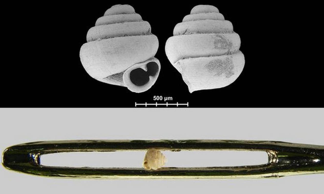 Cientistas descobrem 'menor caracol do mundo' - Jornal O Globo