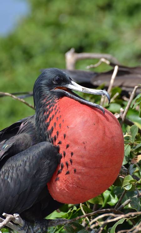 A fauna das ilhas do litoral carioca - Jornal O Globo