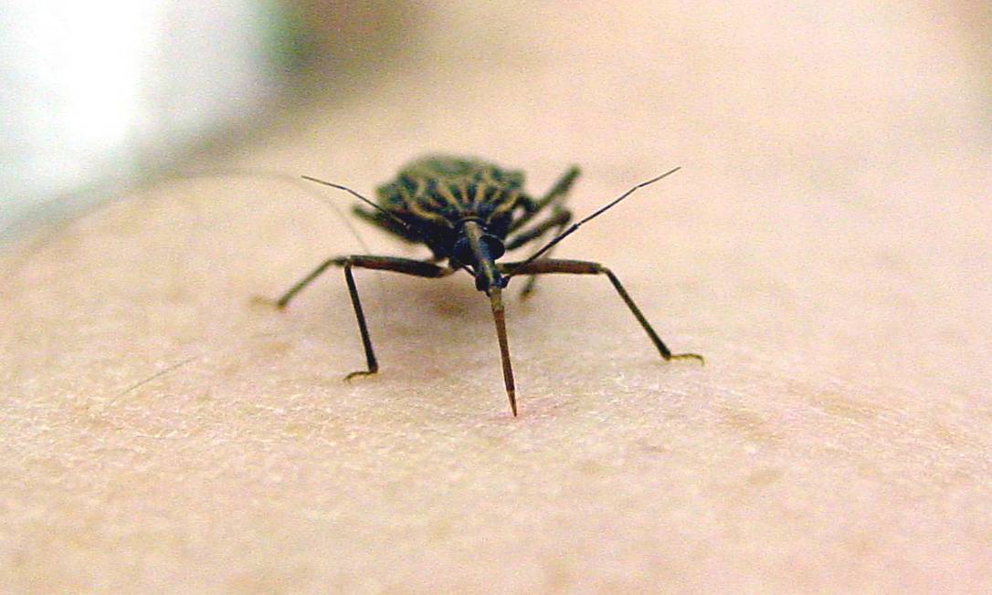 Cientistas decifram o genoma do barbeiro - Jornal O Globo