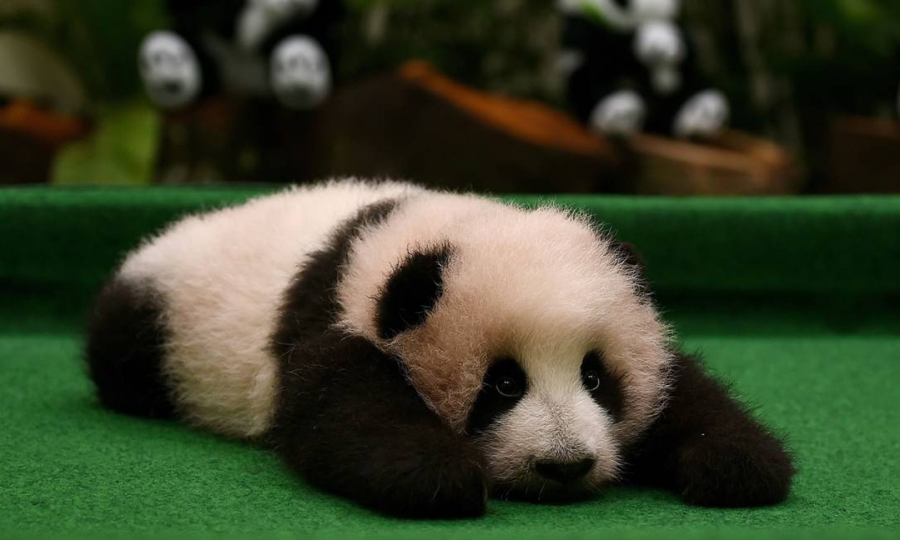 Filhote de panda cai no sono durante sua estreia no Zoológico da ...