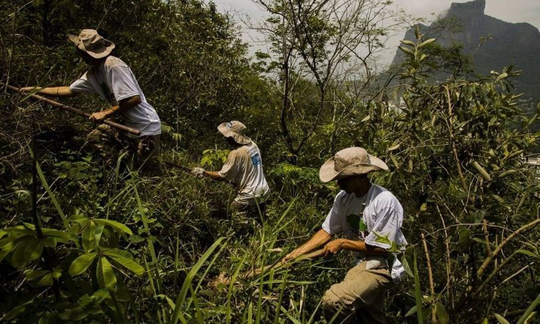 Após 20 hectares de mata recuperada, Mutirão de Reflorestamento ...