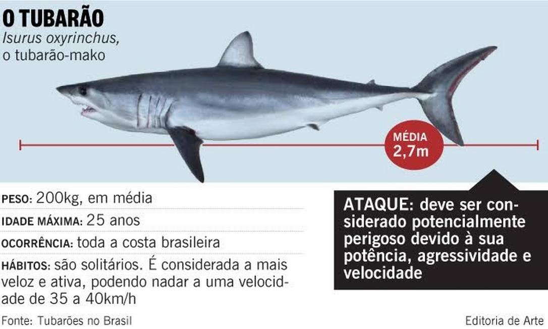 Tubarão é encontrado morto nas areias da Praia de São Conrado - Jornal ...