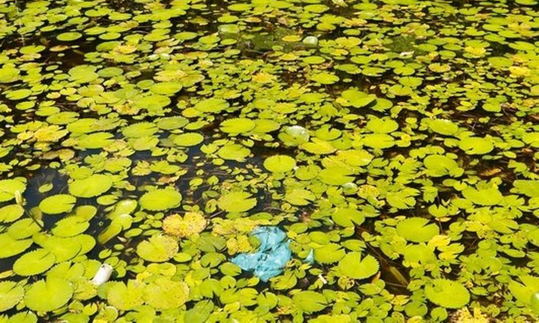 Lago artificial no Alto da Boa vista acumula lodo e lixo - Jornal O Globo