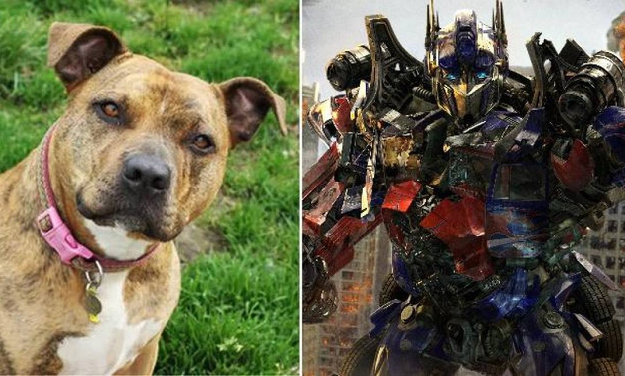 Cadela rejeitada 18 mil vezes ganha papel em 'Transformers 5' - Jornal ...