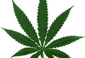 Maconha medicinal ajuda a conter epidemia de opióides, diz estudo ...