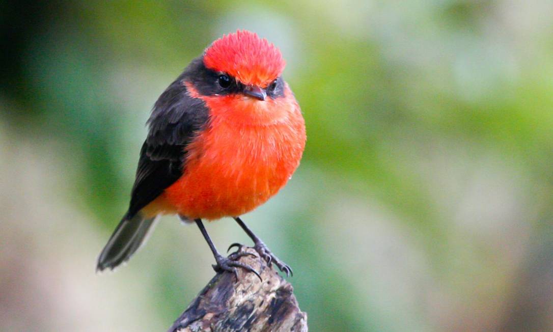 Galápagos perde primeira espécie de pássaro desde a visita de Darwin ...