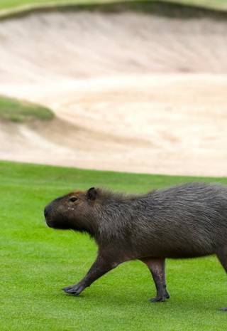 Capivaras conquistam fãs durante as partidas de golfe na Olimpíada ...