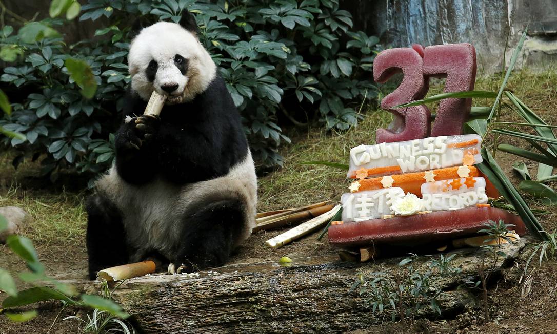 Panda mais velha do mundo em cativeiro morre em Hong Kong - Jornal O Globo