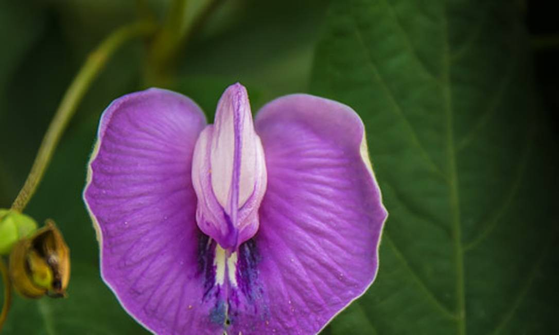 O olhar dos alunos de Marco Sobral sobre o Bosque da Barra - Jornal O Globo