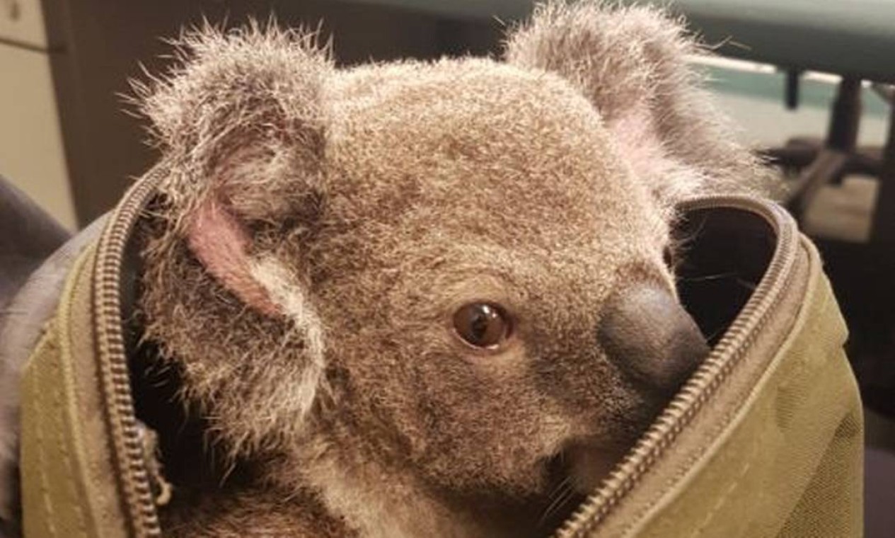 Polícia encontra coala escondido em mochila de mulher na Austrália ...