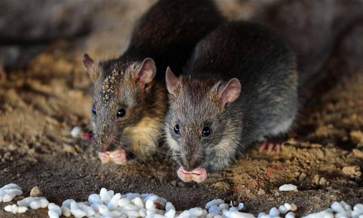 Paris fecha parques e jardins para combater infestação de ratos ...