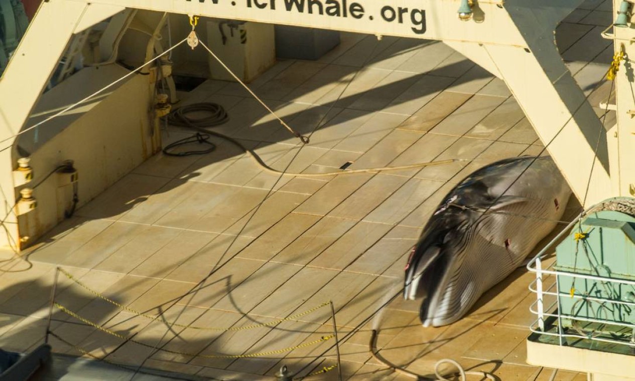 Fotos flagram navio japonês caçando baleias na Antártica - Jornal O Globo