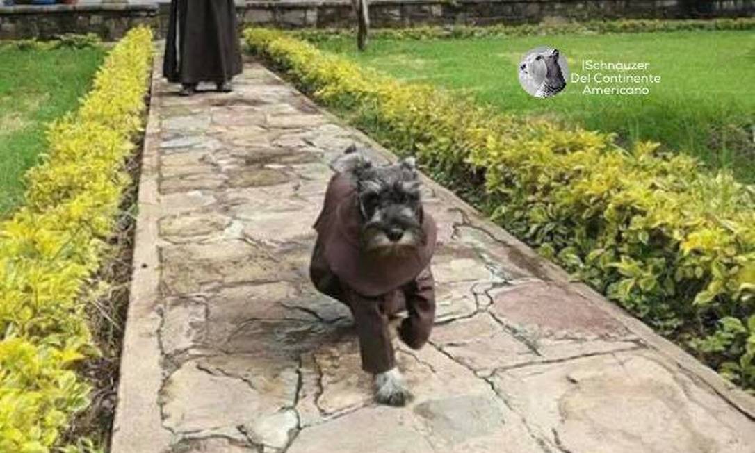 Fotos mostram cão da raça Schnauzer adotado por monges e vestido de ...