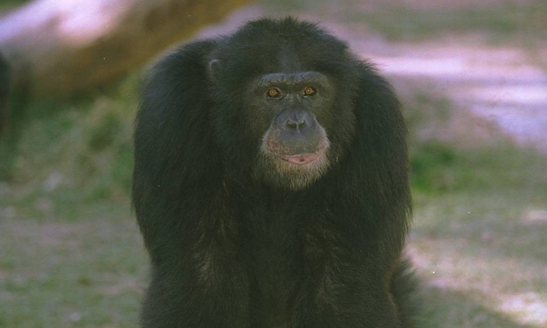 Documentário sobre macaco Tião sairá no segundo semestre - Jornal O Globo