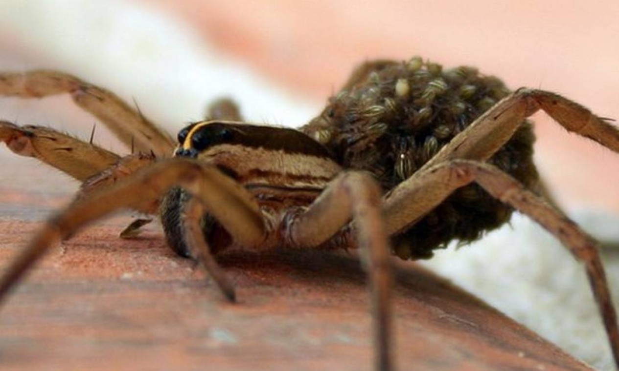 Aranhas devoram 800 milhões de toneladas de presas por ano - Jornal O Globo