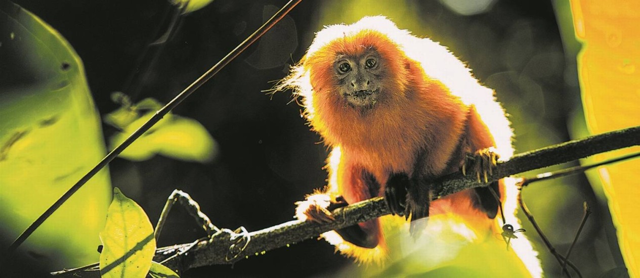 Habitat Do Mico Imperador