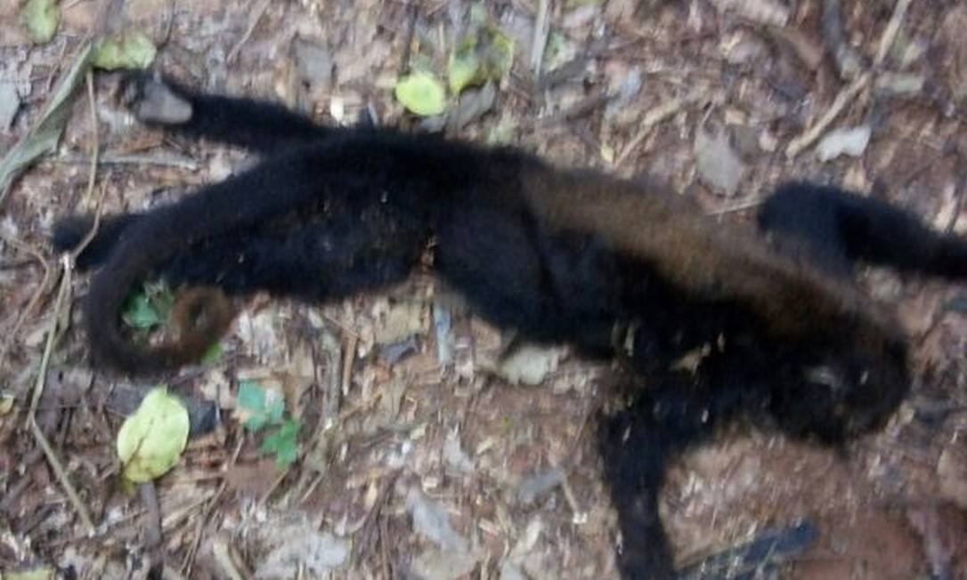 Fiocruz analisa três macacos mortos achados em Laje do Muriaé, no Rio ...