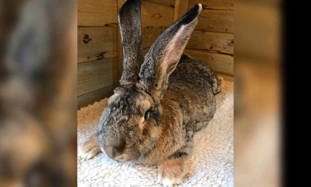 Coelho gigante morre em voo da United Airlines - Jornal O Globo