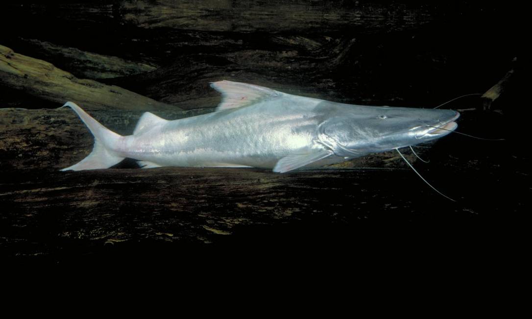 Peixe amazônico é recordista mundial em migração em água doce - Jornal ...