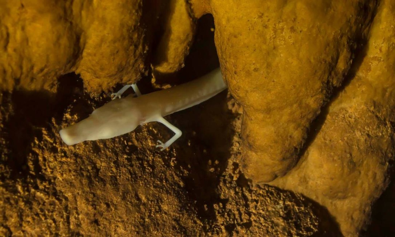 ‘Peixe-humano’ é encontrado a mais de cem metros de profundidade ...