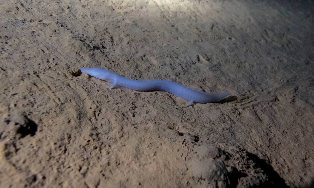 ‘Peixe-humano’ é encontrado a mais de cem metros de profundidade ...