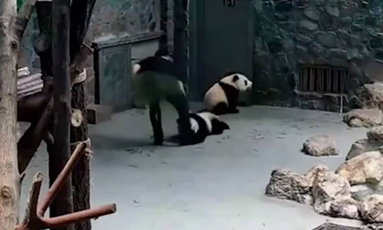 Vídeo de maus-tratos contra filhotes de panda revolta internautas na ...
