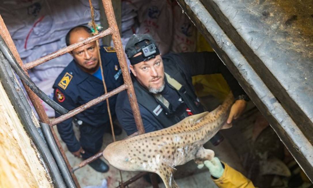 Frota com dez barcos chineses é interceptada com milhares de tubarões ...