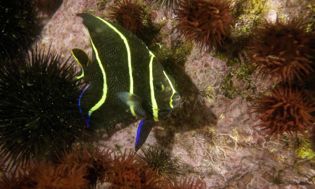 A fauna marinha da Baía de Guanabara - Jornal O Globo