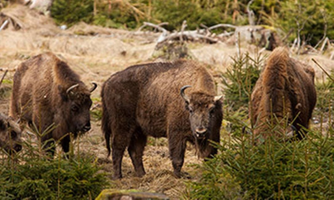 Bisão selvagem é visto na Alemanha após 250 anos, mas é morto por ...