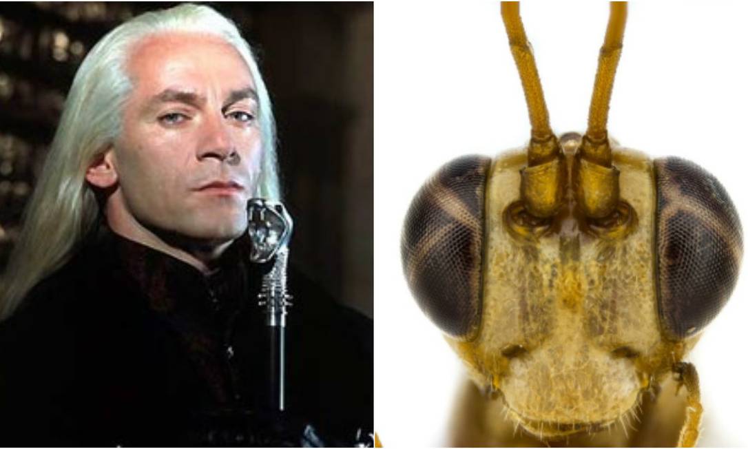 Vespa parasitoide da Nova Zelândia é classificada como 'Lusius malfoyi ...