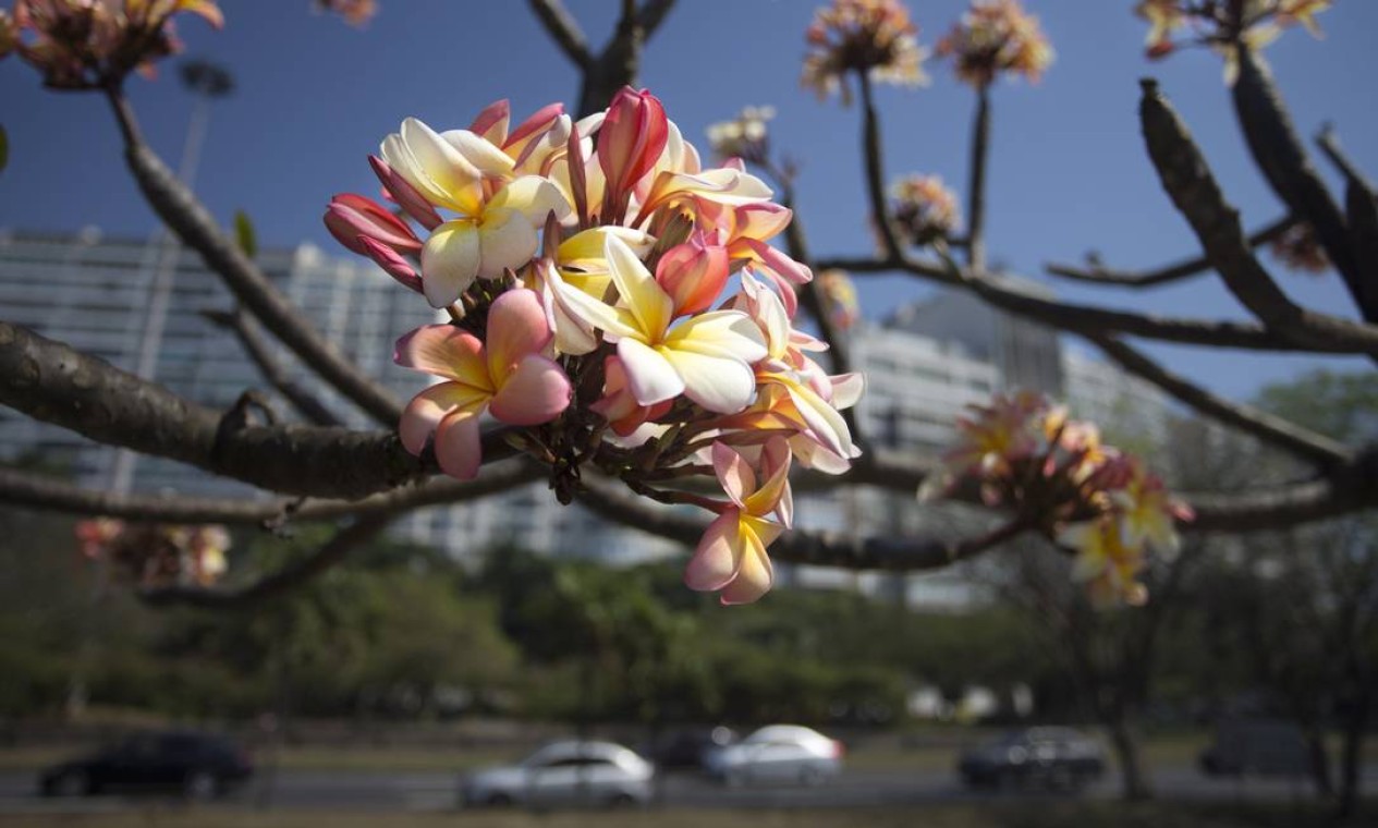 Flores da primavera colorem a Zona Sul do Rio - Jornal O Globo