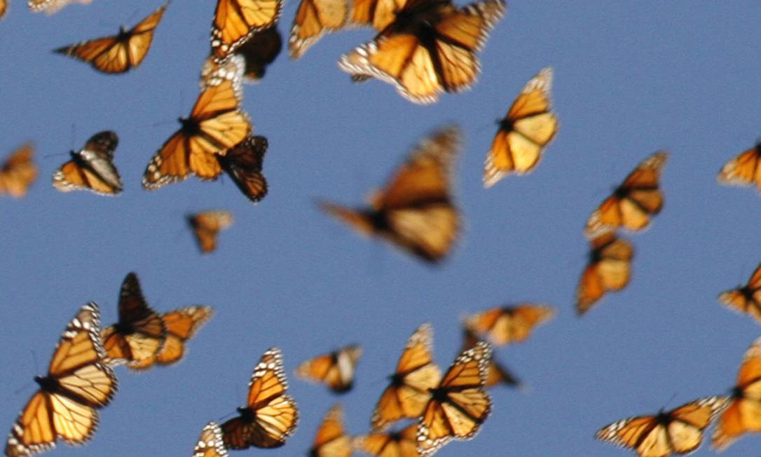 Alemanha perde 75% dos insetos voadores em três décadas - Jornal O Globo