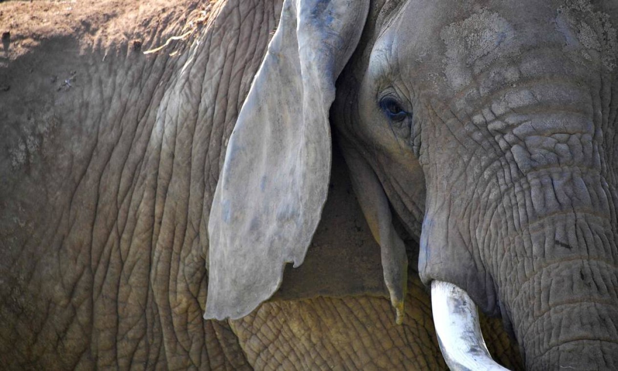 Caça ilegal de elefantes cai e apreensão de marfim bate recorde ...