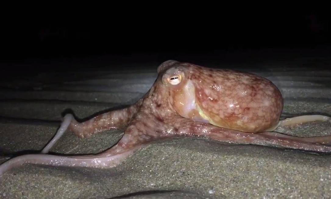 Polvos deixam o mar em praia britânica e intrigam especialistas ...