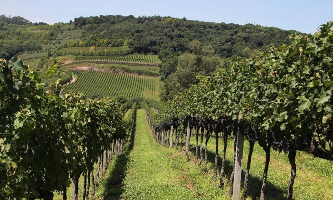 Cinco roteiros de vinho pelas Américas - Jornal O Globo