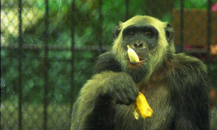 Macaco Tião ganha documentário: relembre curiosidades do personagem ...