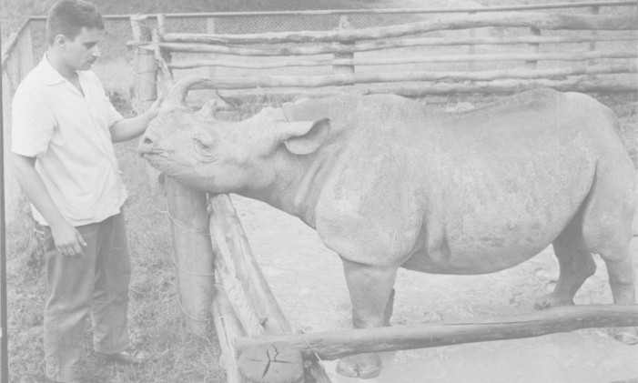Macaco Tião ganha documentário: relembre curiosidades do personagem ...
