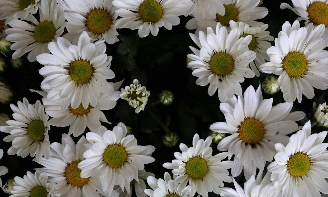 Brasil tem cerca de 40 especialistas em margarida - Jornal O Globo