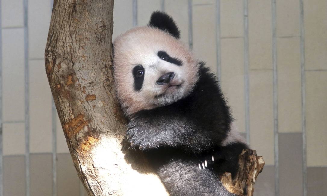 Primeiro filhote a vingar em 29 anos em zoo, bebê panda estreia no ...