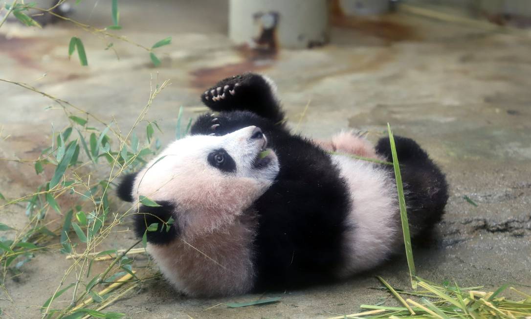 Primeiro filhote a vingar em 29 anos em zoo, bebê panda estreia no ...