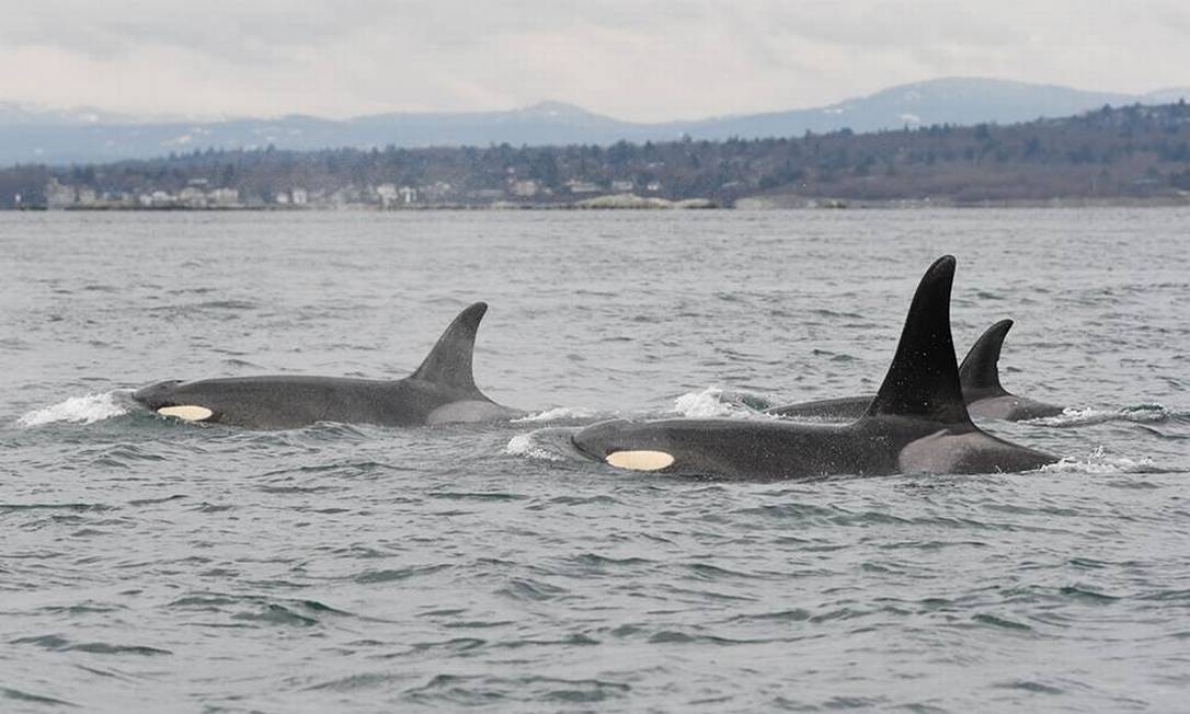 Restrição a aproximação de barcos turísticos não reduz observação de ...