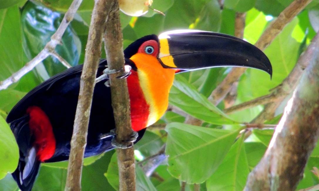 Espécie exótica de tucano vem aparecendo com frequência em Jacarepaguá ...