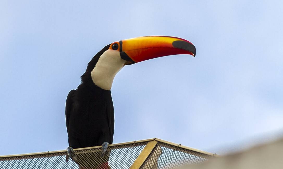 Espécie exótica de tucano vem aparecendo com frequência em Jacarepaguá ...