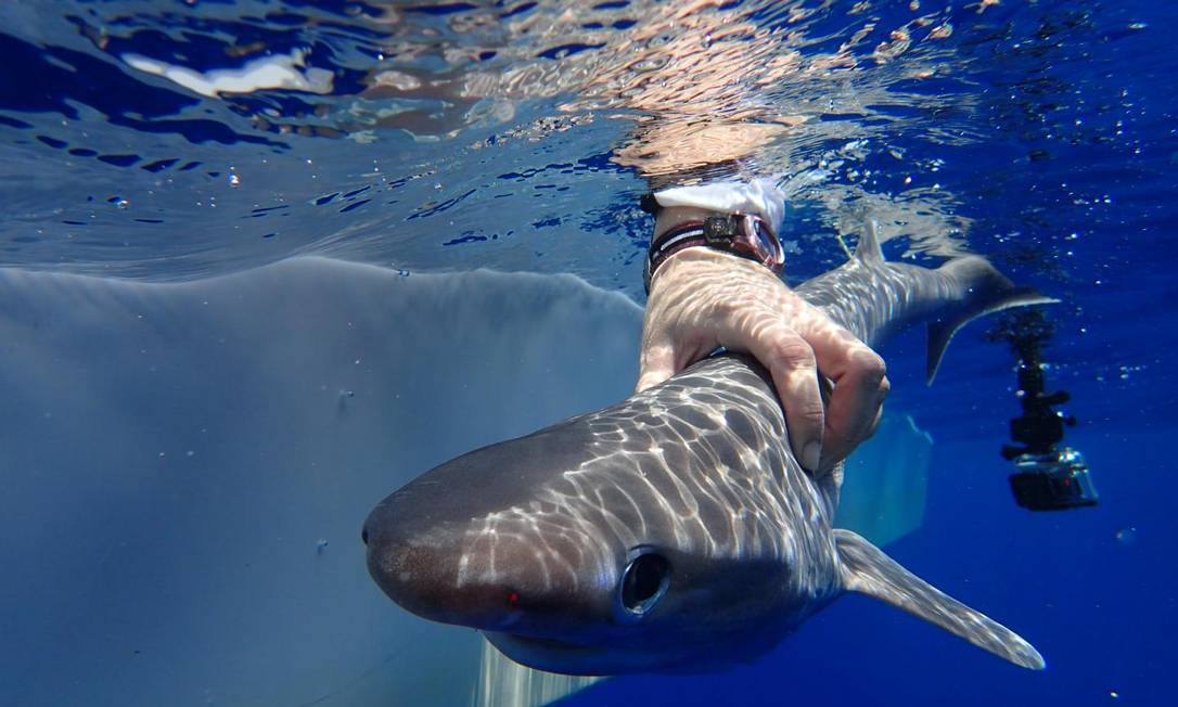 Nova espécie de tubarão é identificada nas profundezas do Atlântico ...